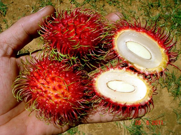 Fruit qui ressemble au litchi, Rambutan - À la découverte d’un délice ...